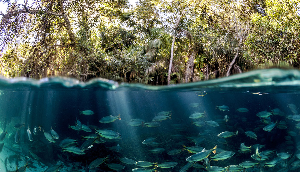 Hope for the Amazon? - The RSA